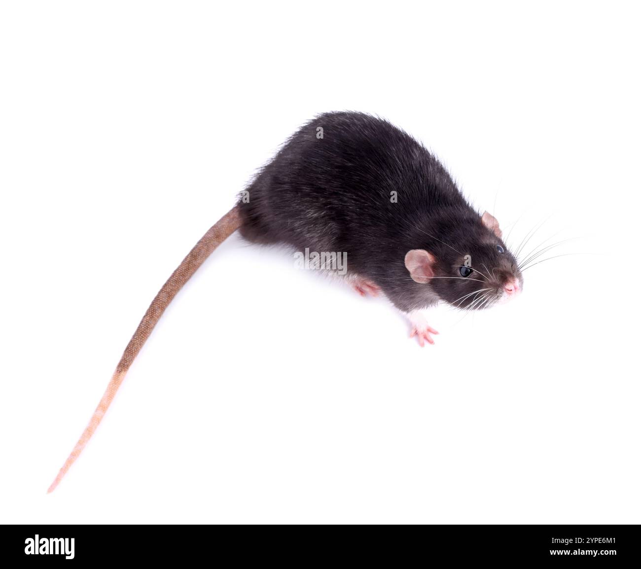 One rat on white background. Cute rodent Stock Photo - Alamy