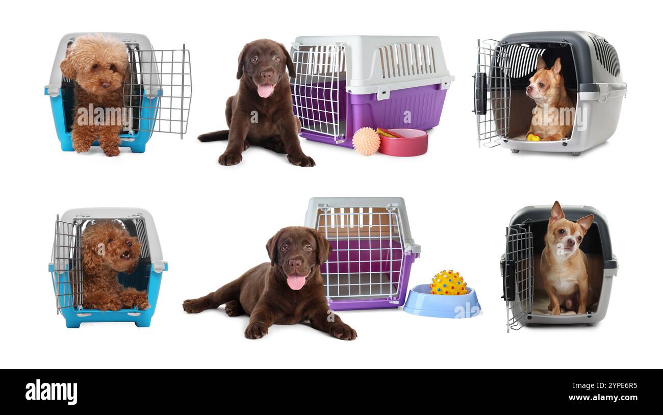 Different dogs and pet carriers on white background Stock Photo - Alamy