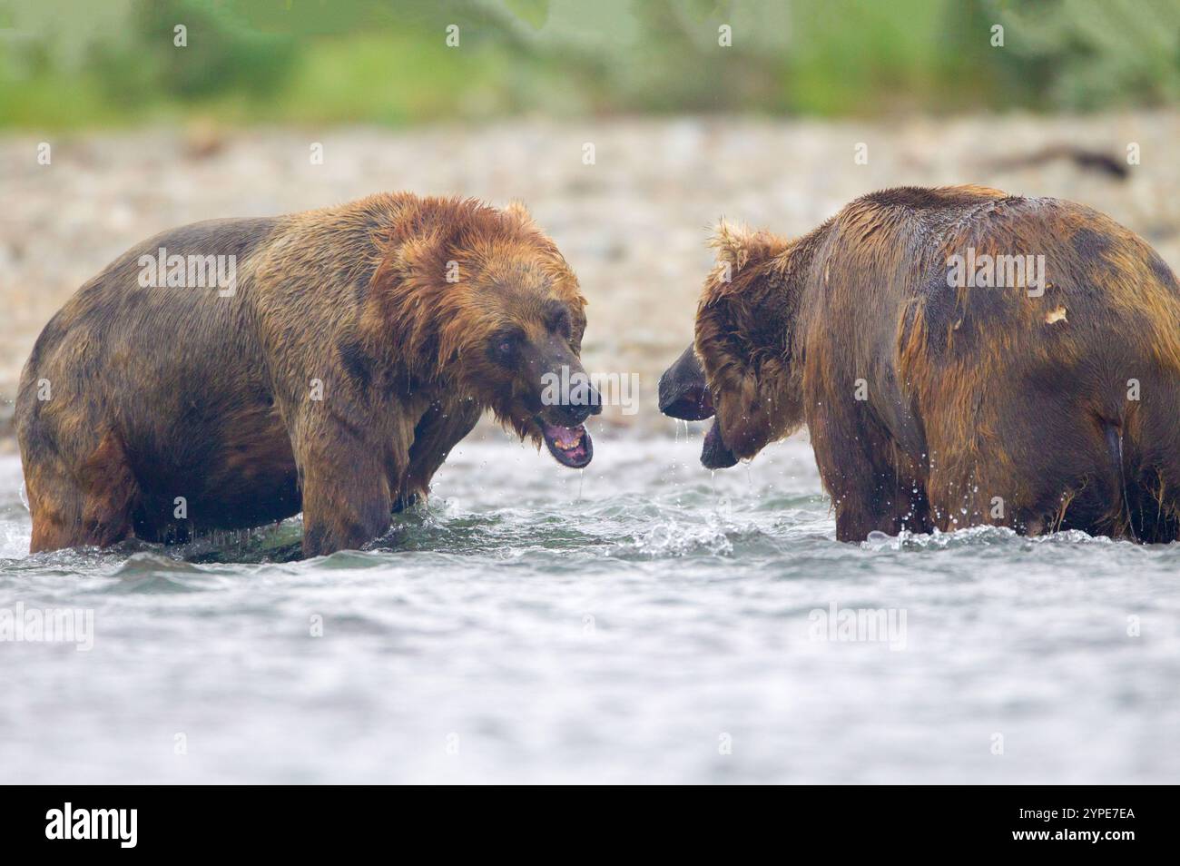 Two Alaska Brown Bears Face to Face Growling Stock Photo - Alamy