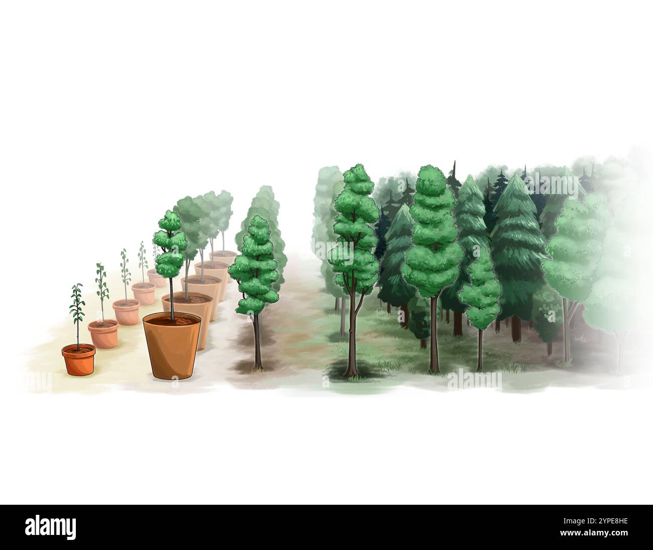 Forest restoration, conceptual illustration. Steps of forest ...