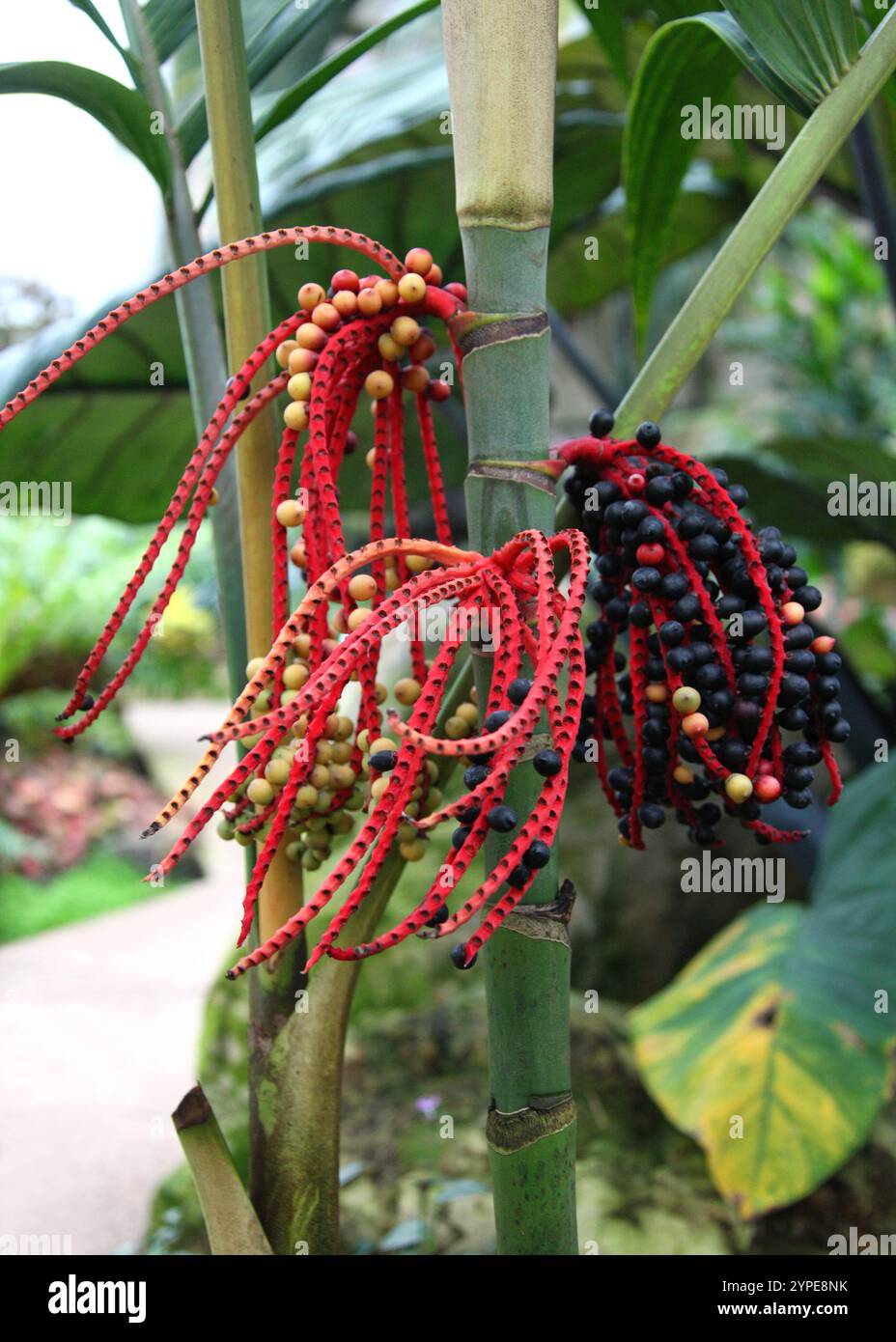 Ivory Cane Palm, Pinanga coronata, Arecaceae. Jawa, Lesser Sunda Is ...