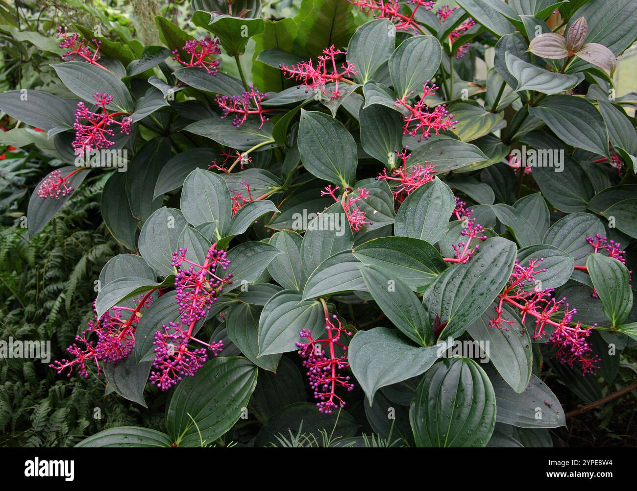Medinilla intermedia, Melastomataceae. Madagascar, Africa. The native ...