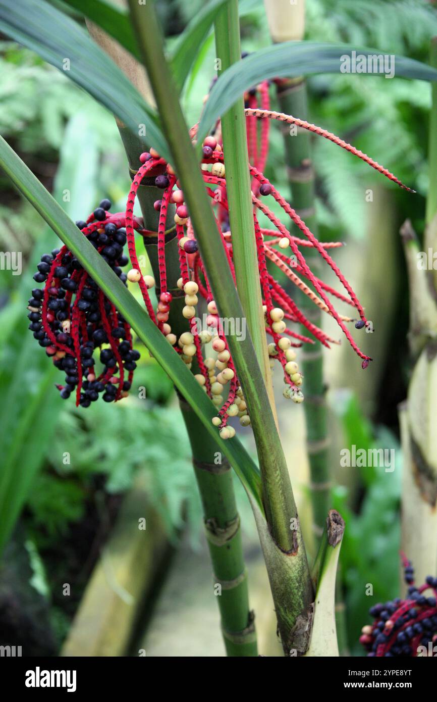 Ivory Cane Palm, Pinanga coronata, Arecaceae. Jawa, Lesser Sunda Is ...