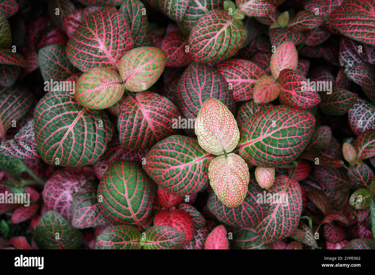 Nerve Plant or Mosaic Plant, Fittonia "Josan", Acanthaceae. Cultivated ...