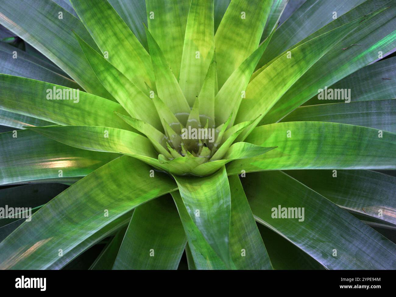 Vriesea extensa hi-res stock photography and images - Alamy