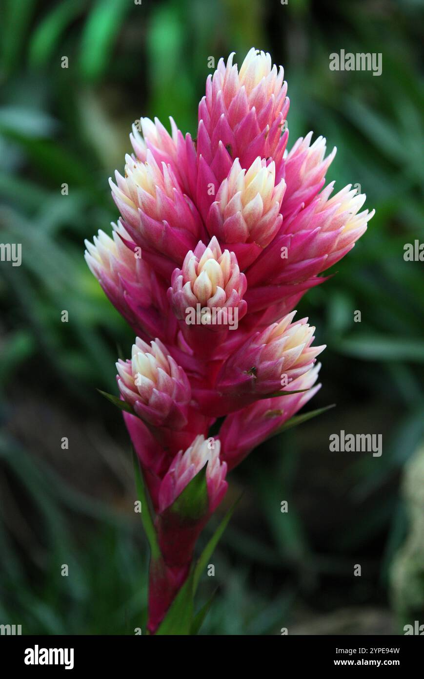 Guzmania candy hi-res stock photography and images - Alamy