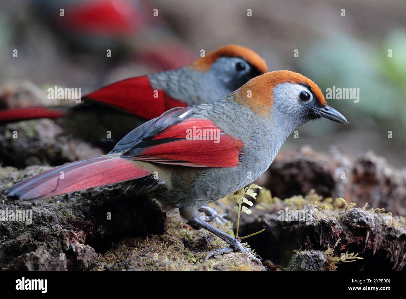 Red tailed laughingthrush garrulax milnei adult hi-res stock ...