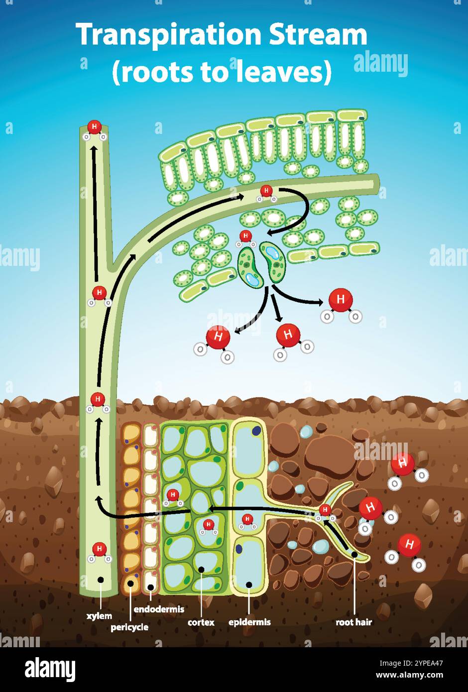 Illustration of water movement in plant structure Stock Vector Image ...