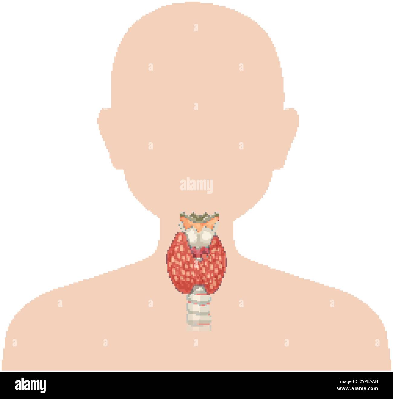Thyroid gland detailed diagram vector vectors hi-res stock photography ...