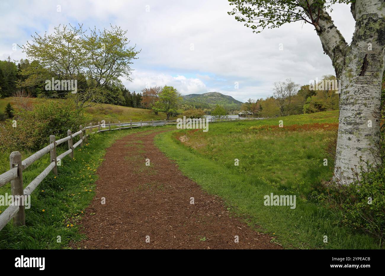 The trail and the tree - Acadia National Park, Maine Stock Photo - Alamy