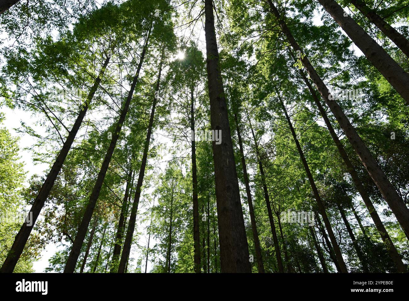 Looking up at the dense forest from a low angle, the sun shines through ...