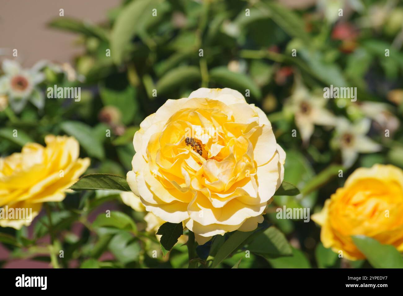 Yellow green blue splashes hi-res stock photography and images - Alamy