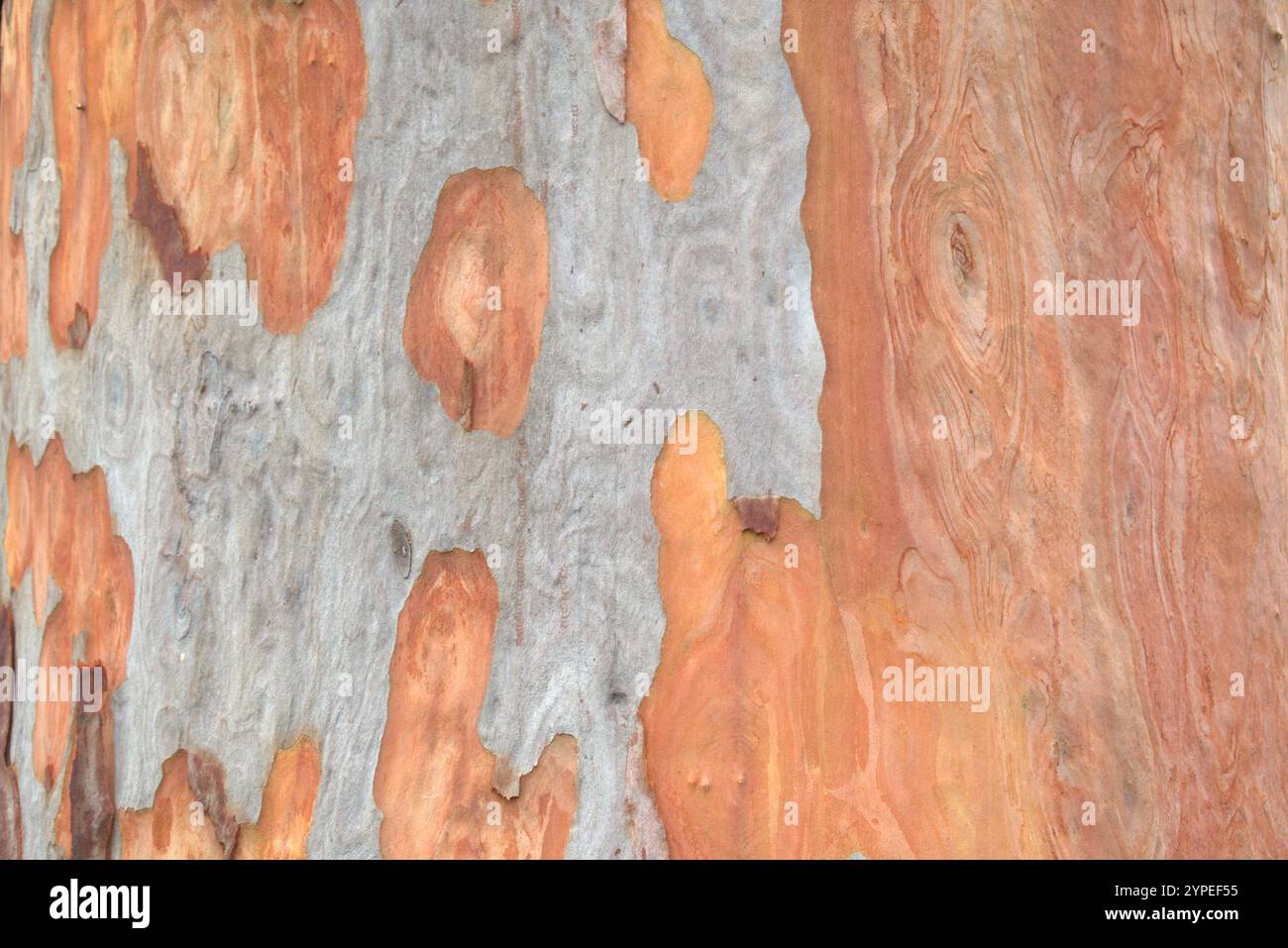 Salmon orange bark on gum tree hi-res stock photography and images - Alamy