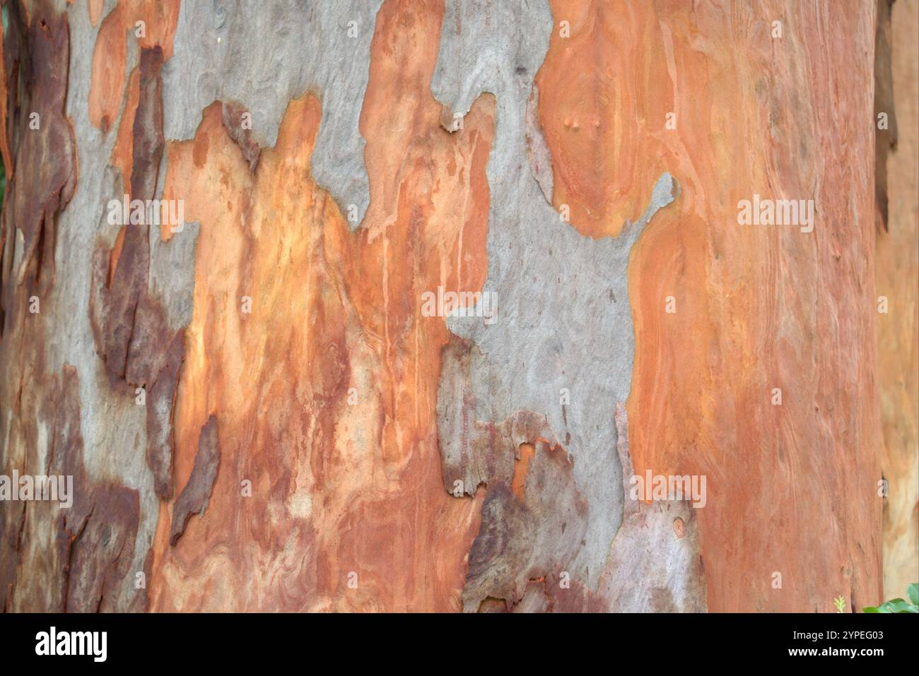 Sydney red gum tree hi-res stock photography and images - Alamy