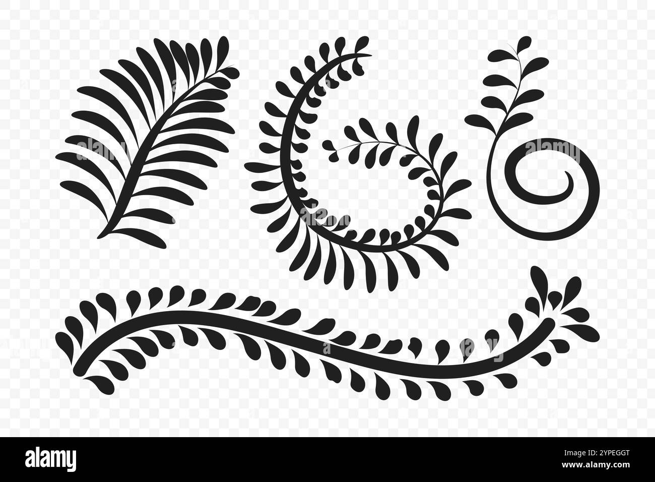 Vector hand drawn fern doodle set on transparent background Stock ...