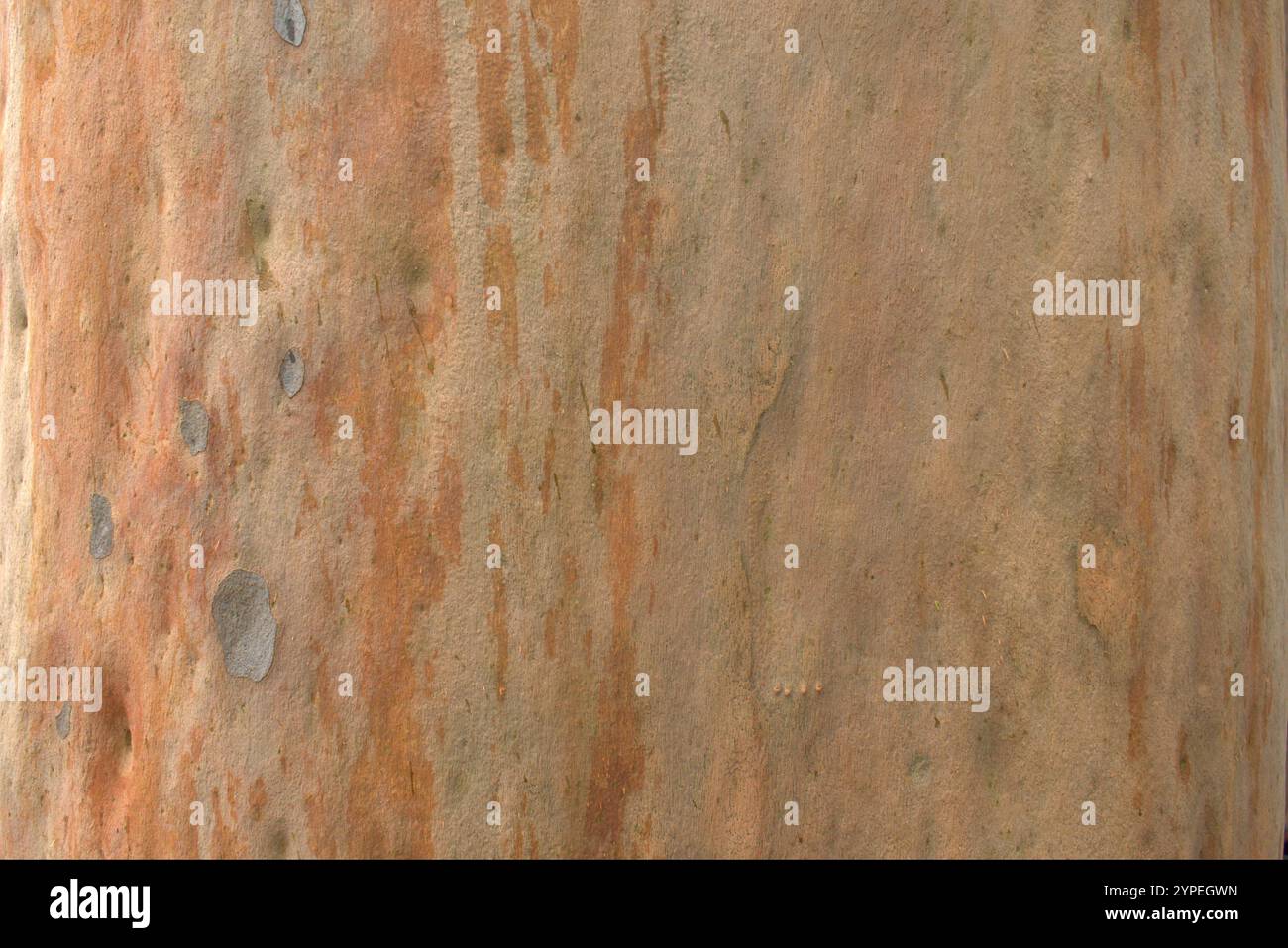 Bark on the trunk of an Angophora costata (Sydney red gum), Castlecrag ...