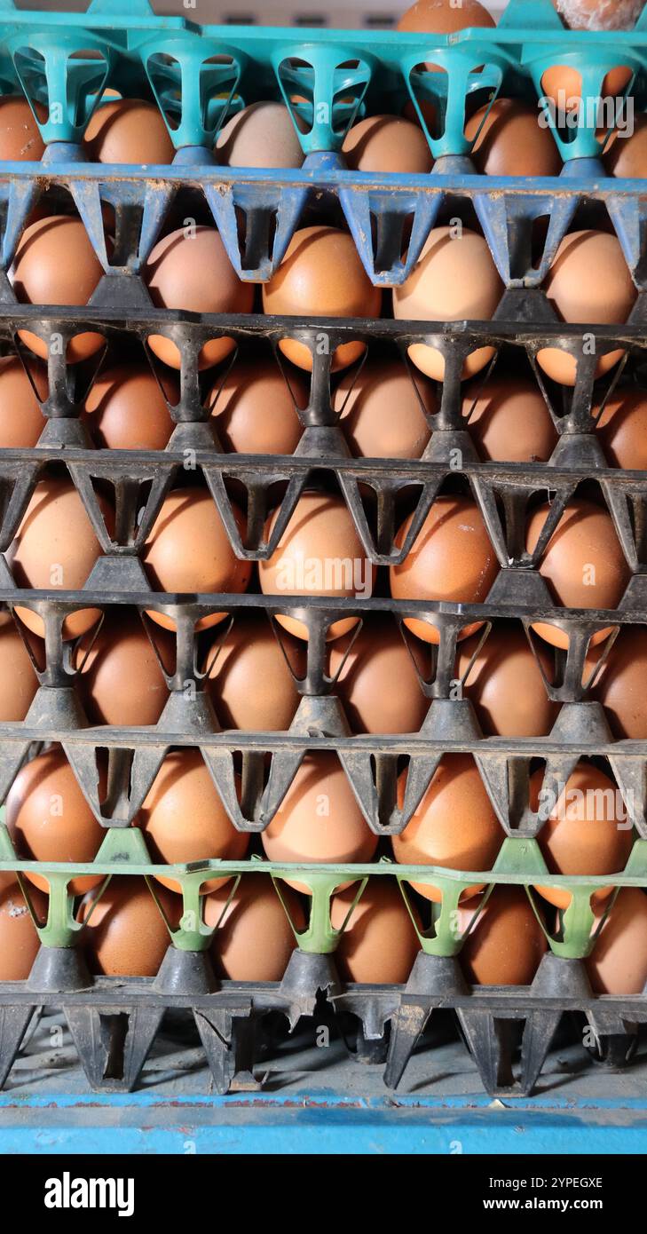 Large Stack of Fresh Brown Eggs in Colorful Plastic Trays Stock Photo - Alamy