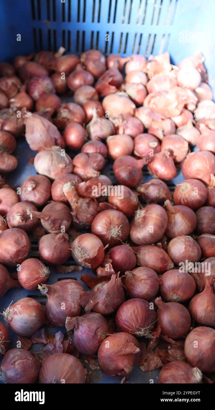 Fresh Red Onions Stacked in a Blue Plastic Crate Stock Photo - Alamy