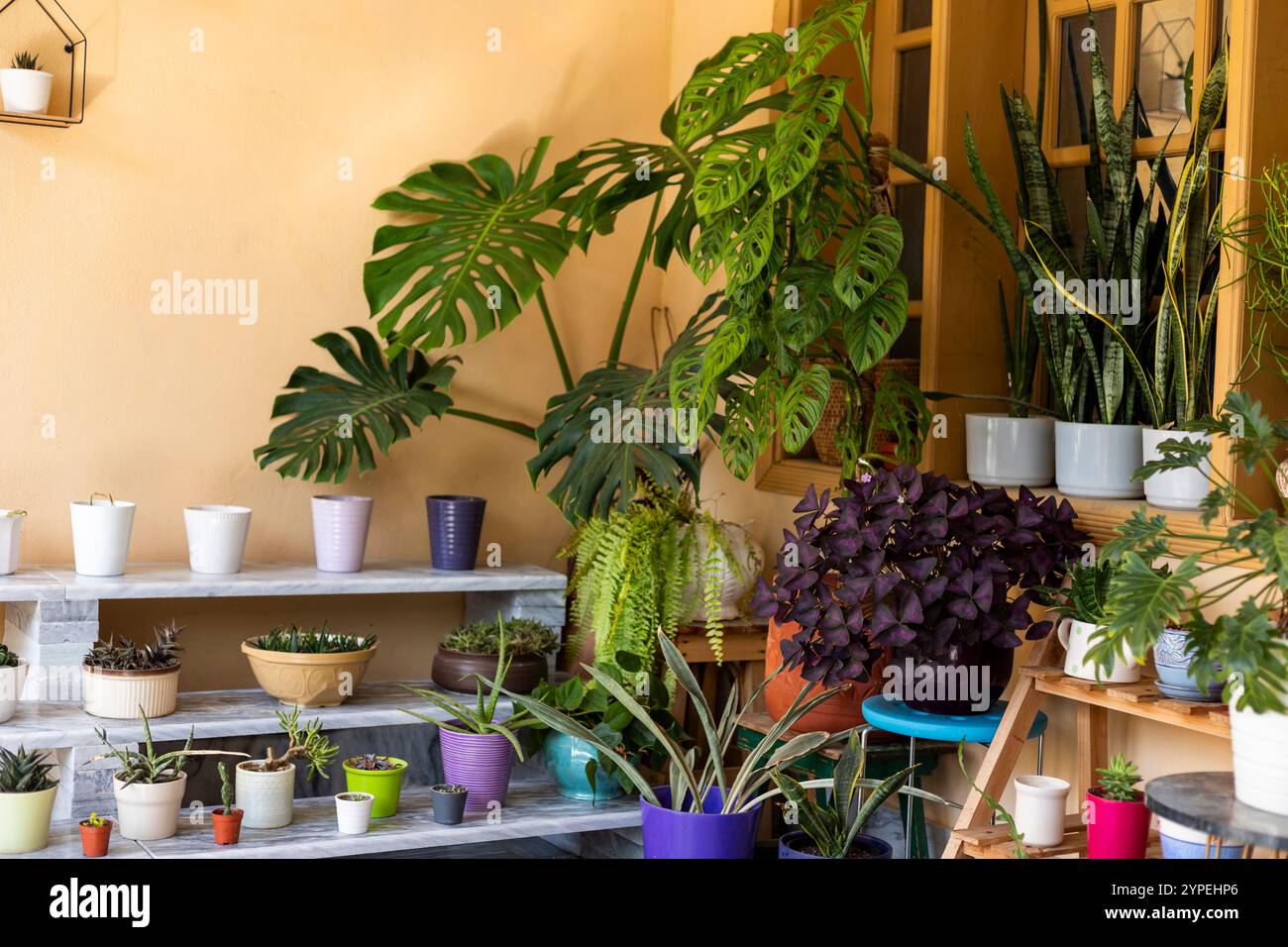Indoor plant display with tropical monstera and other indoor plants in ...