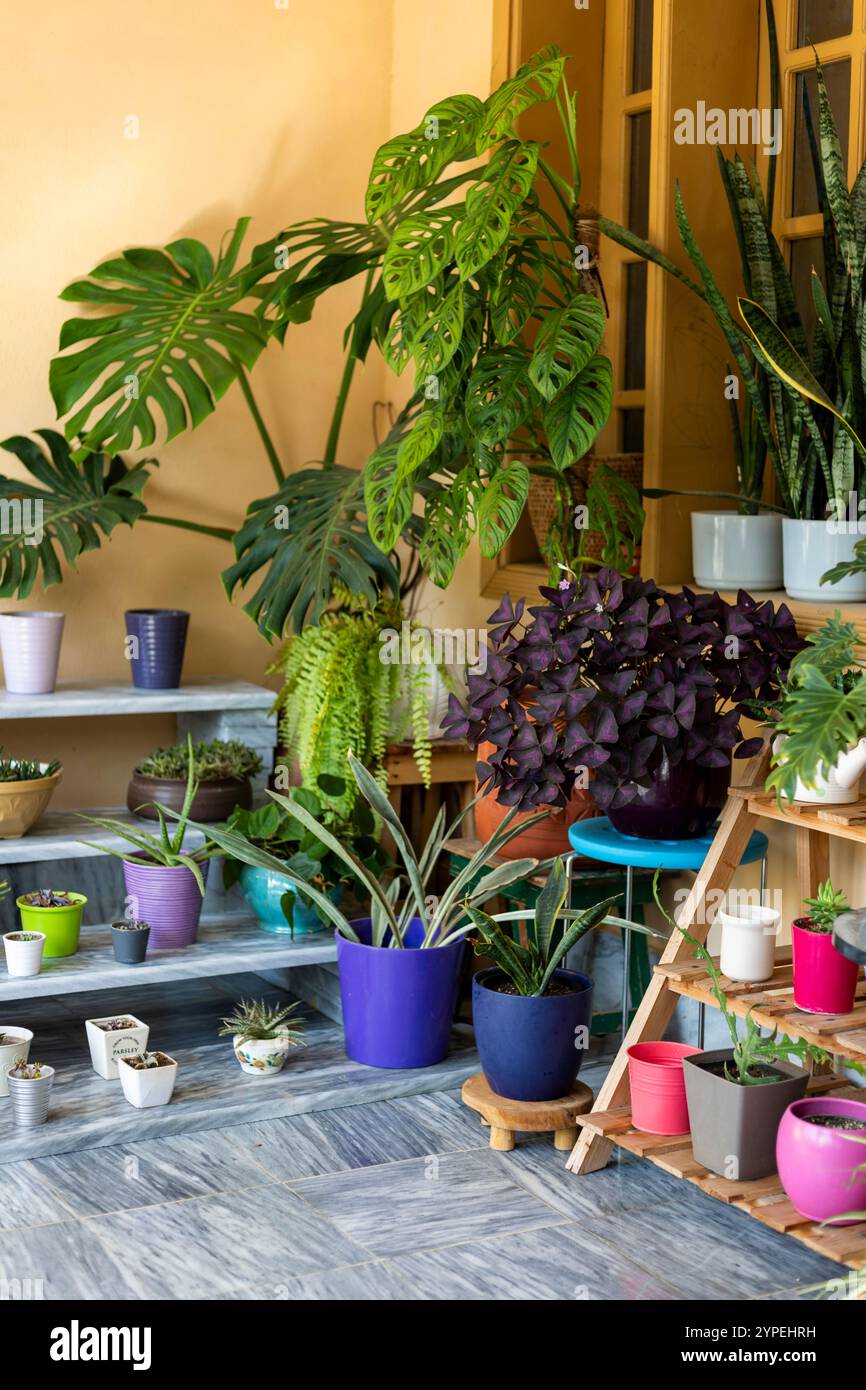 Indoor plants in decorative pots in a vibrant corner garden setup ...