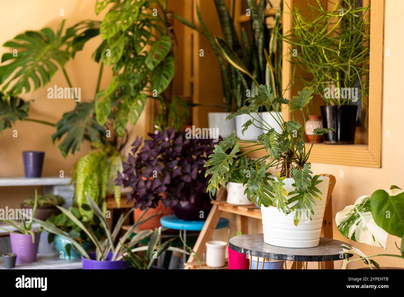 Beautiful monstera deliciosa in indoor garden with diverse plants of ...