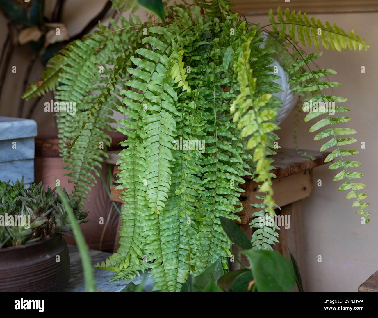 Variegated boston ferns hi-res stock photography and images - Alamy