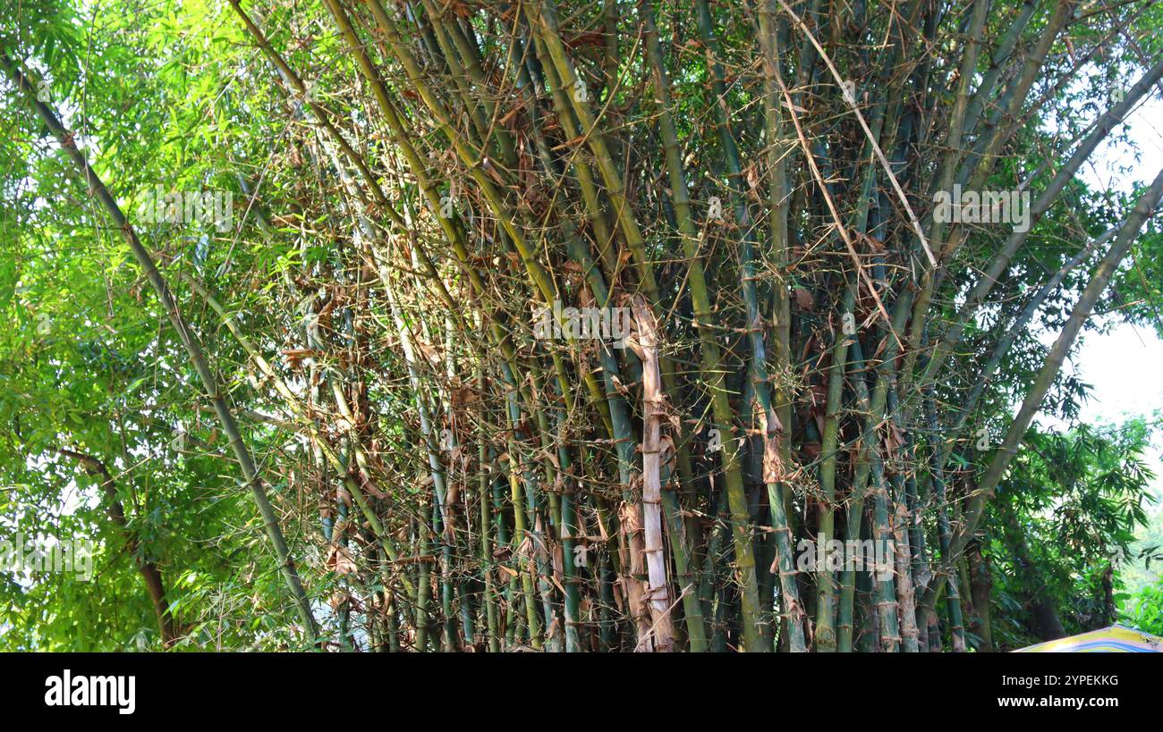 Dense bamboo forest tall stalks hi-res stock photography and images - Alamy