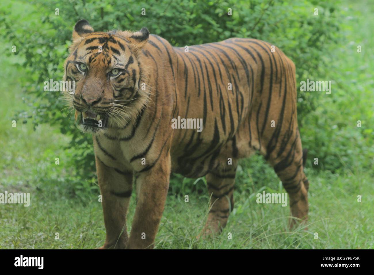 A sumatran tiger walks in the bush at noon Stock Photo - Alamy