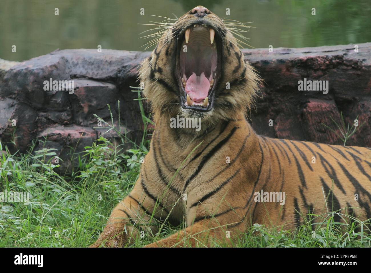 a sumatran tiger lying in the bush with its mouth wide open Stock Photo ...