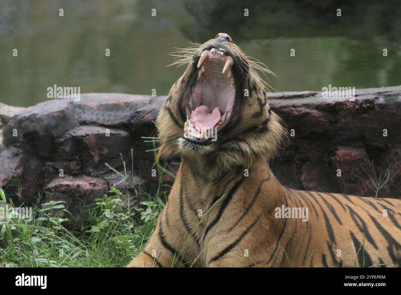 a sumatran tiger lying in the bush with its mouth wide open Stock Photo ...