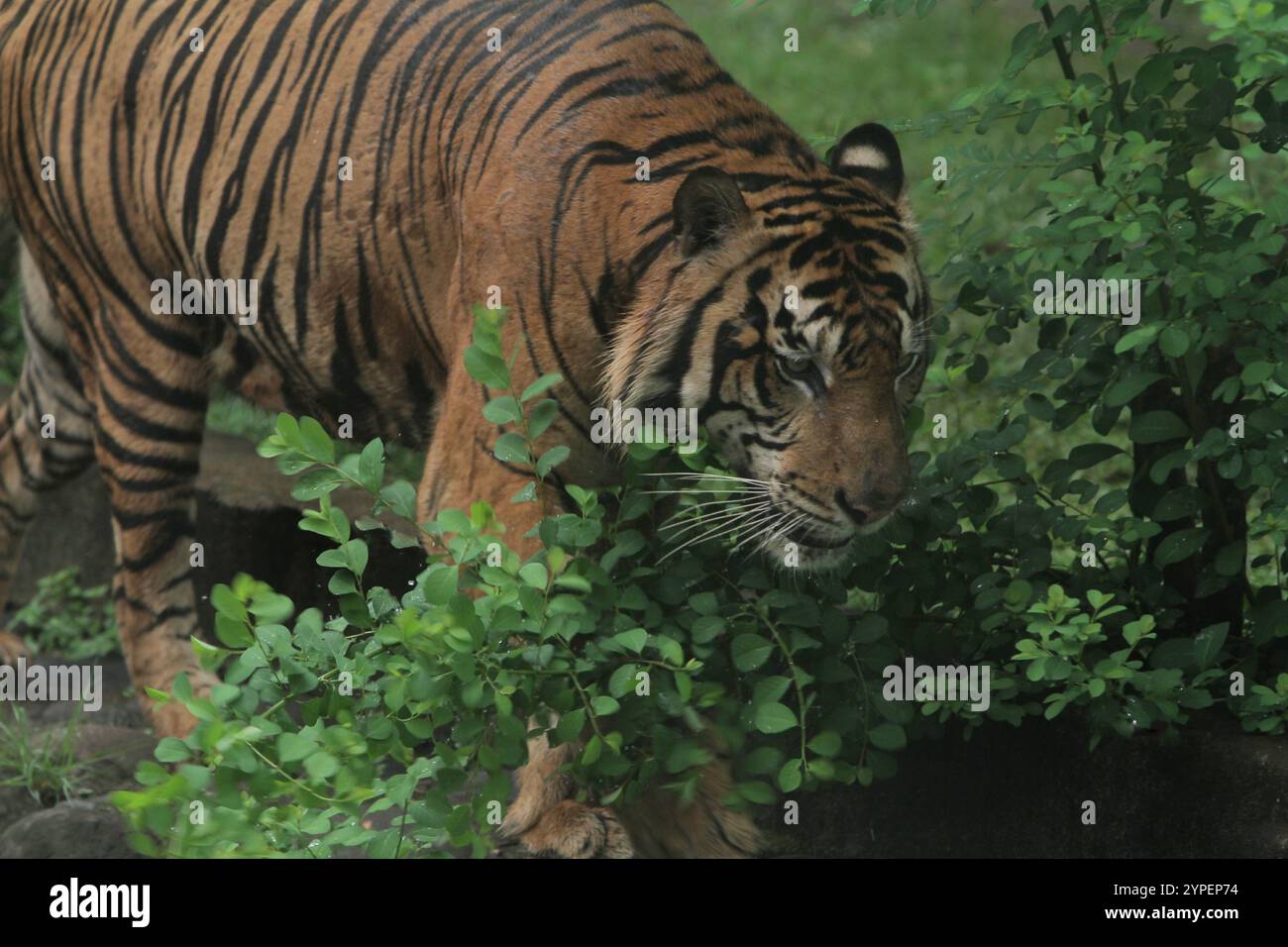 A sumatran tiger walks in the bush at noon Stock Photo - Alamy
