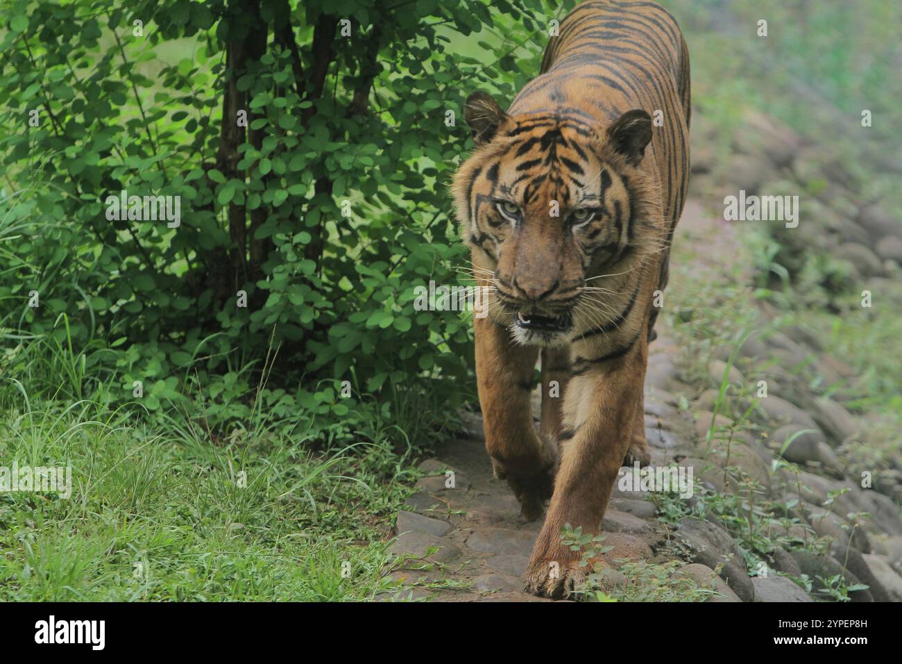 A sumatran tiger walks in the bush at noon Stock Photo - Alamy