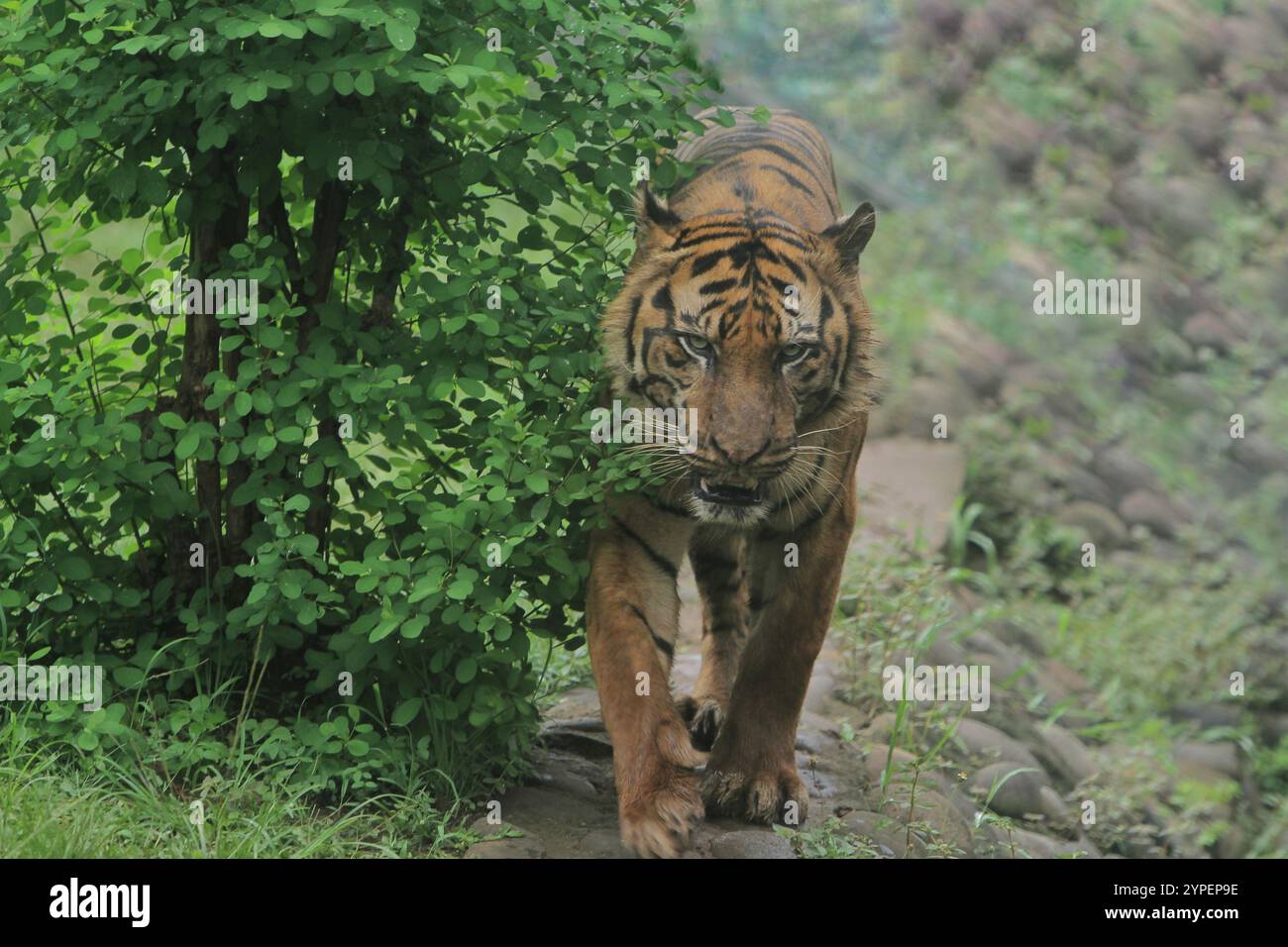 A sumatran tiger walks in the bush at noon Stock Photo - Alamy