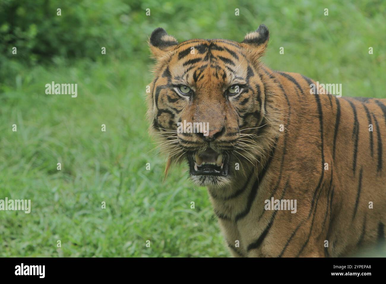 Tiger looks into camera hi-res stock photography and images - Alamy