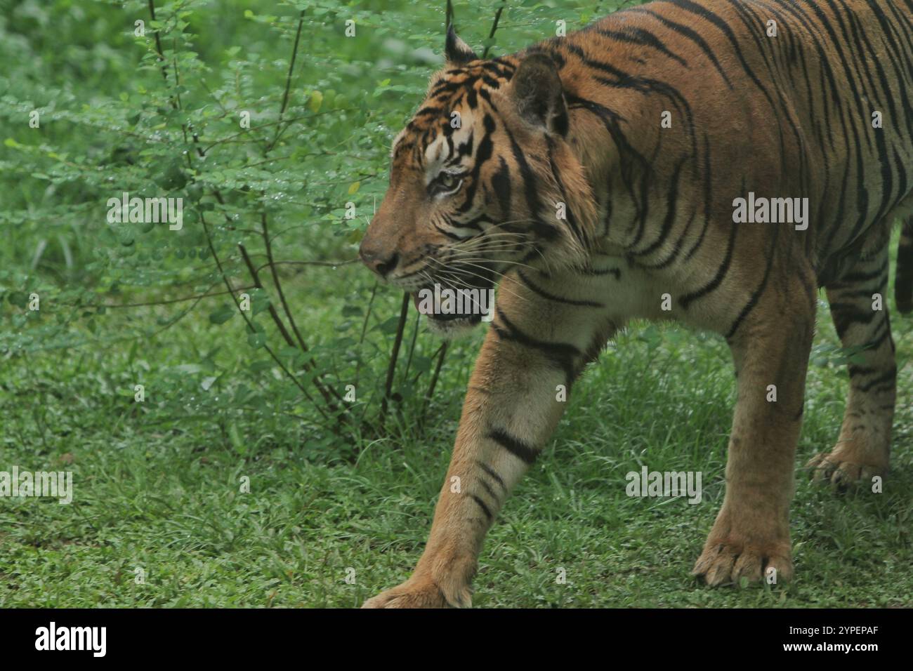 A sumatran tiger walks in the bush at noon Stock Photo - Alamy