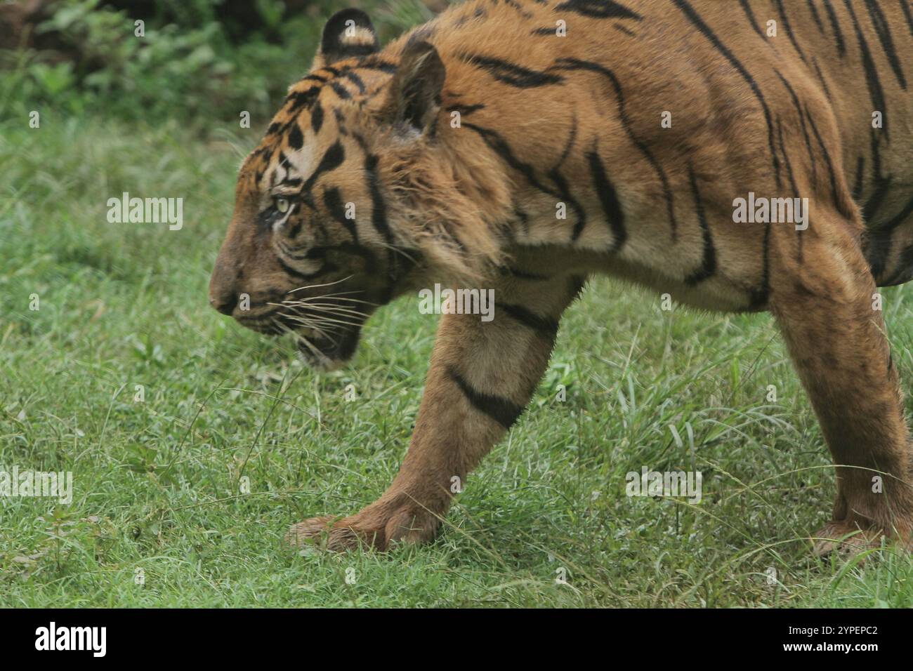 A sumatran tiger walks in the bush at noon Stock Photo - Alamy