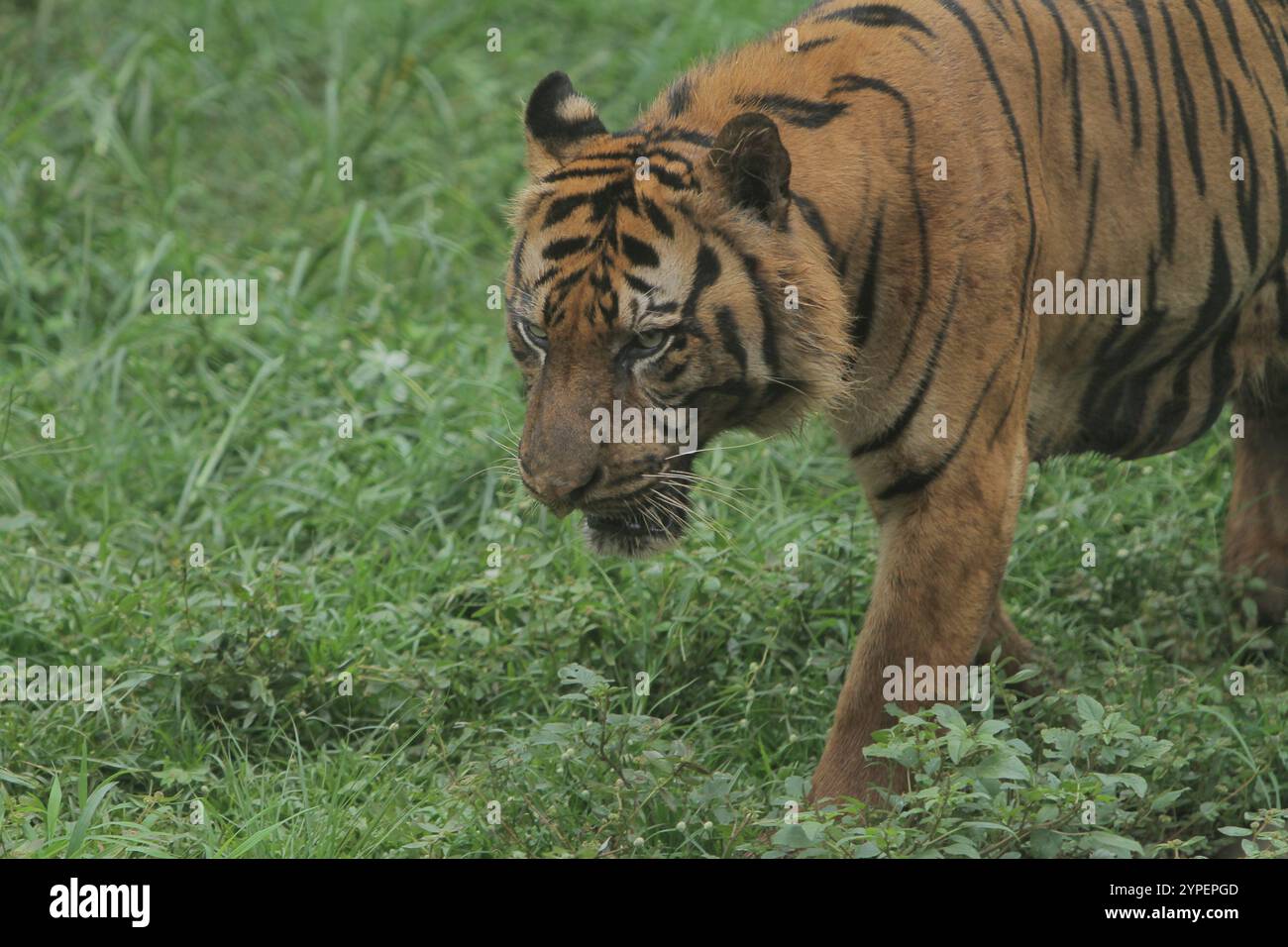 A sumatran tiger walks in the bush at noon Stock Photo - Alamy