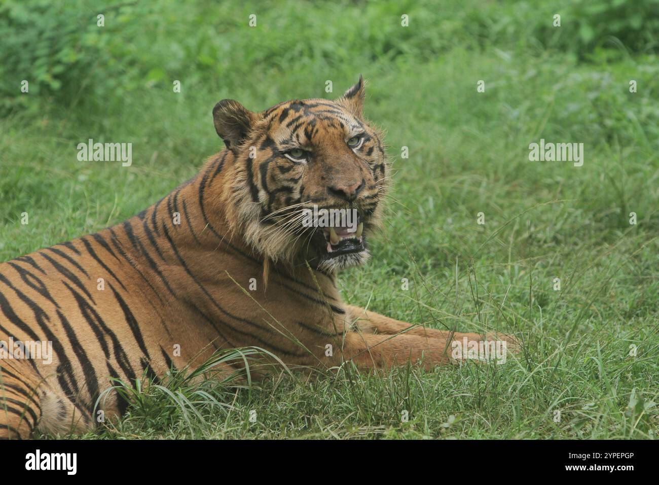 a sumatran tiger lying in the bush while observing the surroundings ...