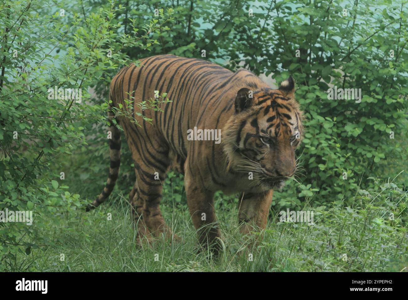 A sumatran tiger walks in the bush at noon Stock Photo - Alamy