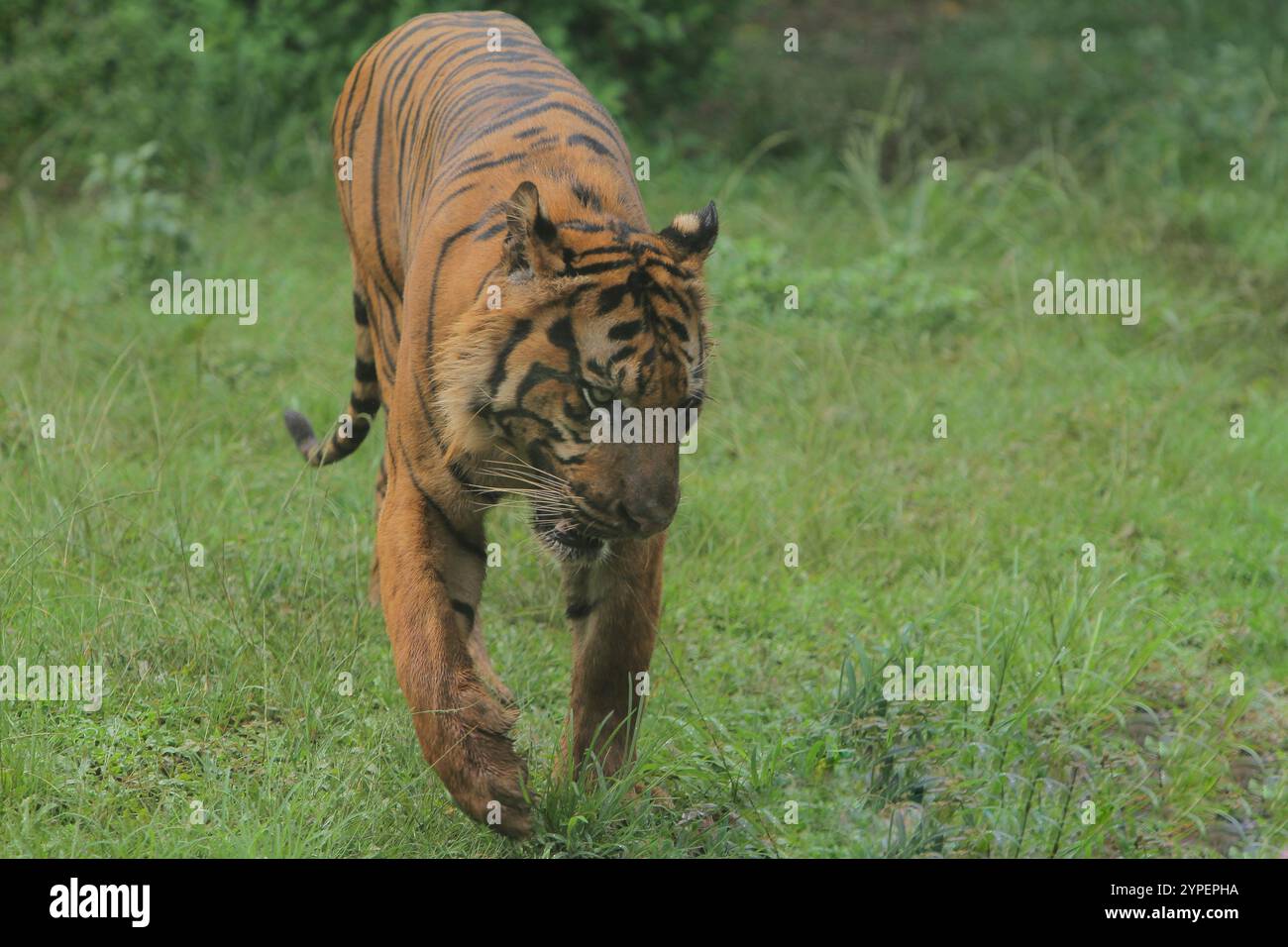 A sumatran tiger walks in the bush at noon Stock Photo - Alamy