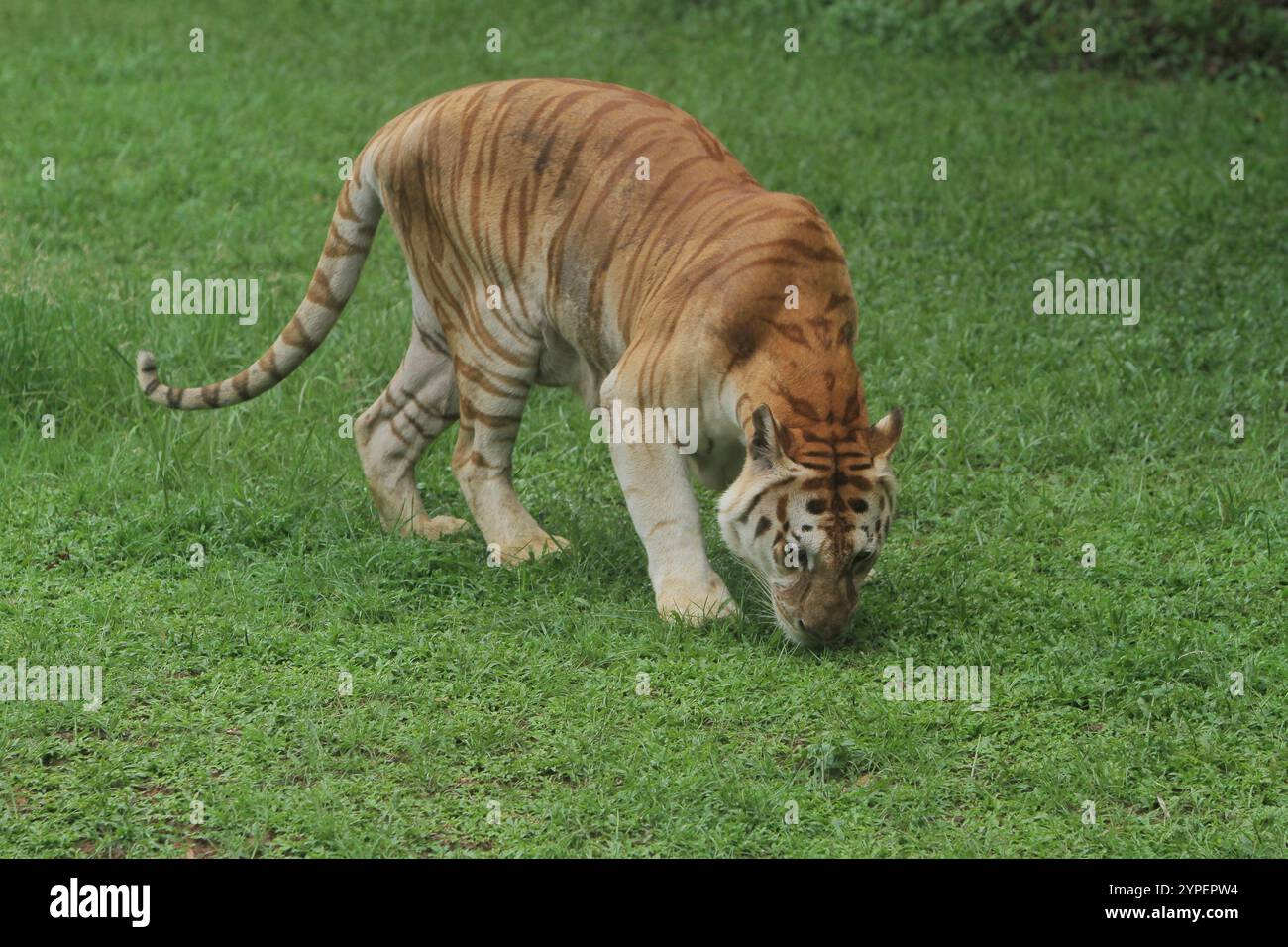 Tiger walking in green grass hi-res stock photography and images - Alamy