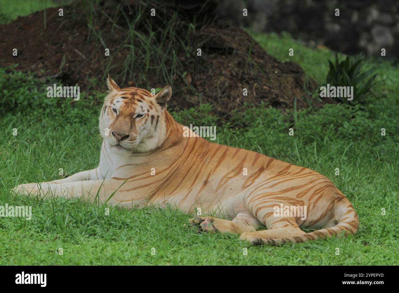 Siberian tiger lying in hi-res stock photography and images - Alamy