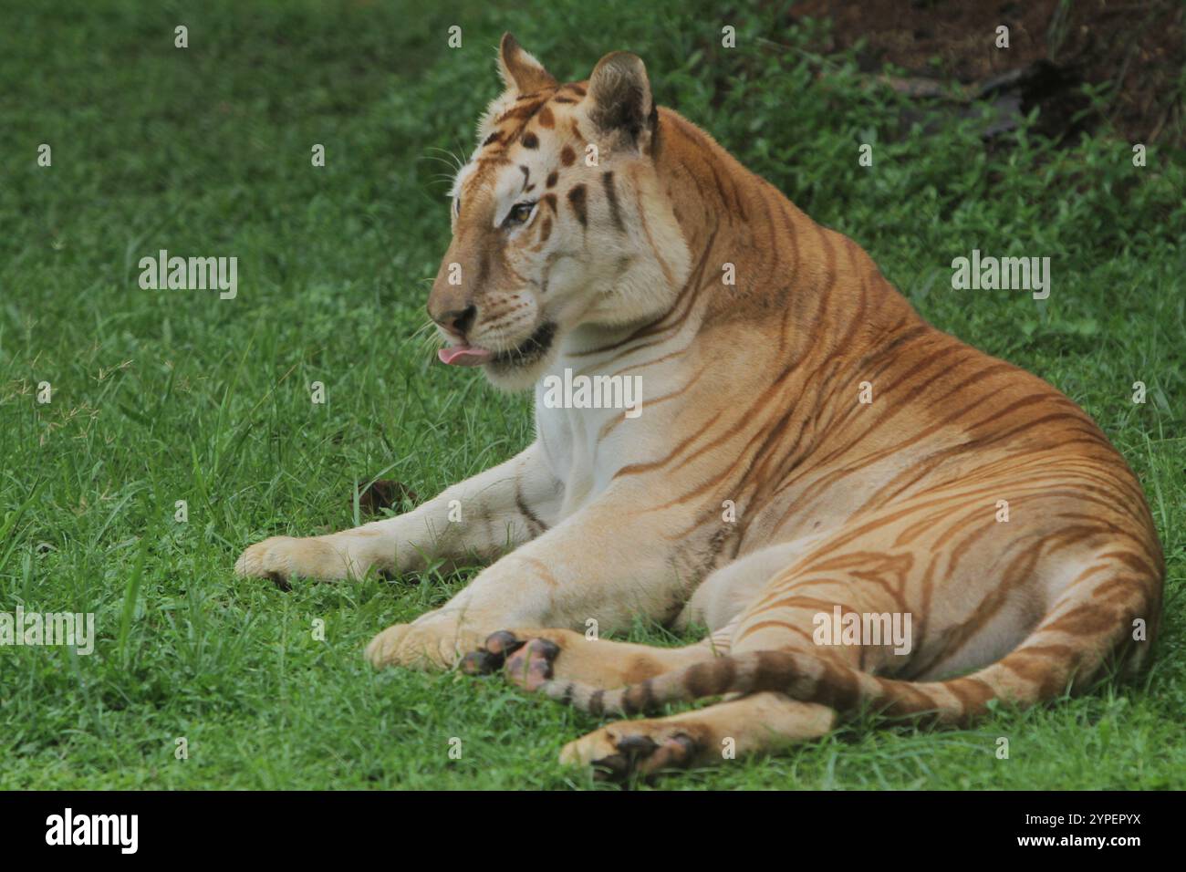 A bengal tiger lying relaxed in the grass at noon Stock Photo - Alamy