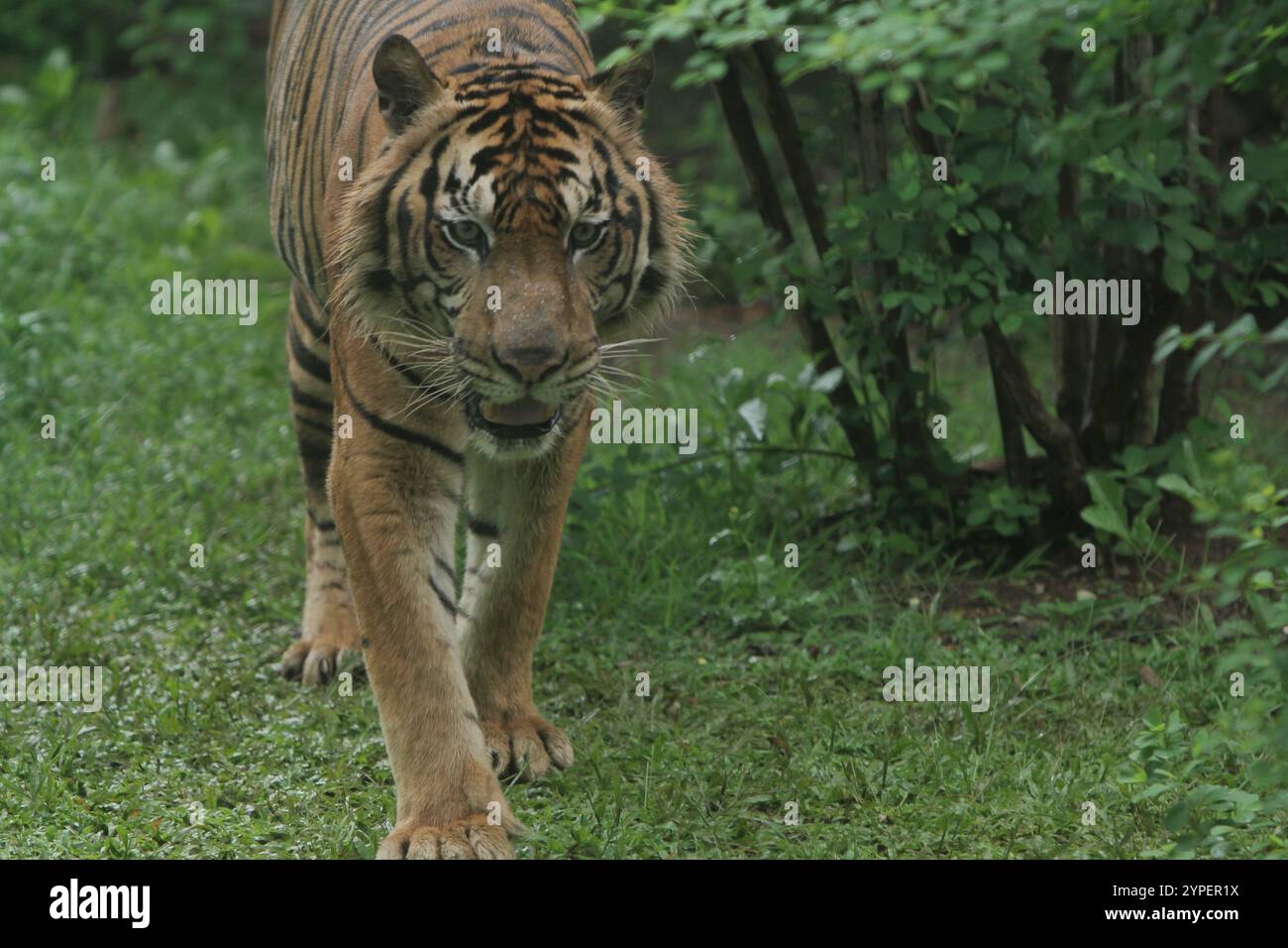 A sumatran tiger walks in the bush at noon Stock Photo - Alamy