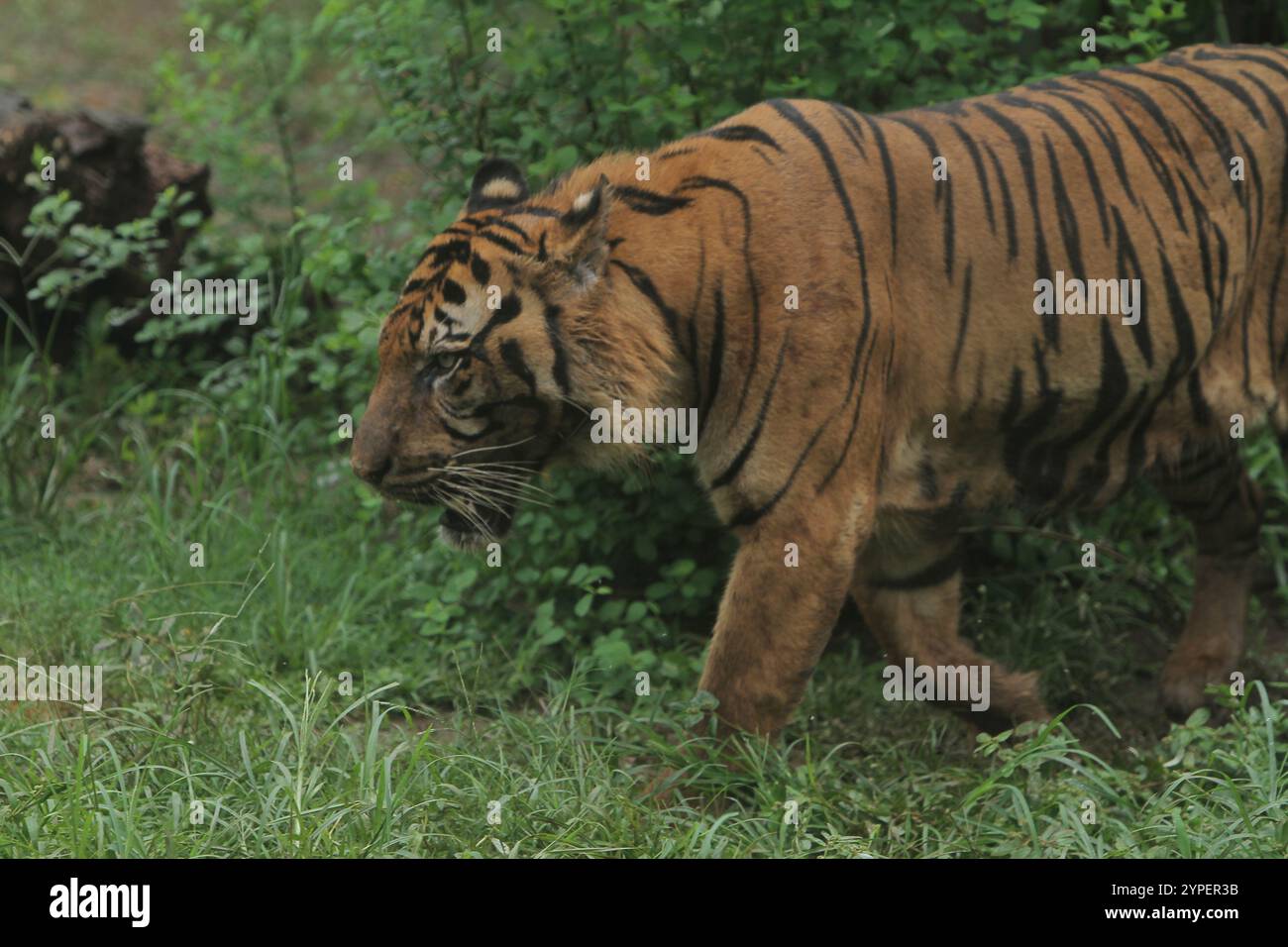 A sumatran tiger walks in the bush at noon Stock Photo - Alamy