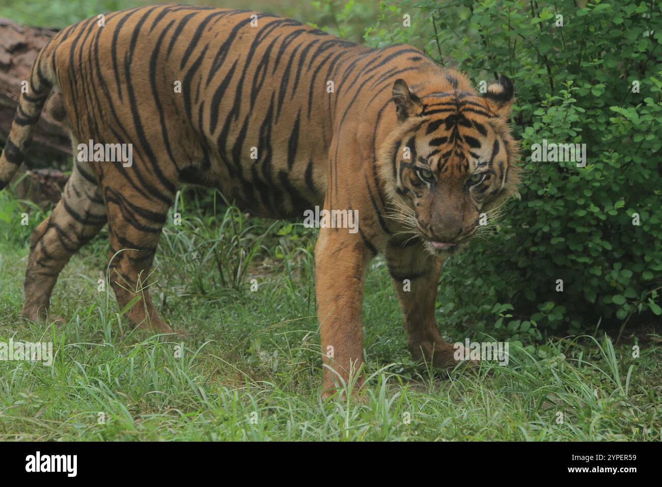 A sumatran tiger walks in the bush at noon Stock Photo - Alamy