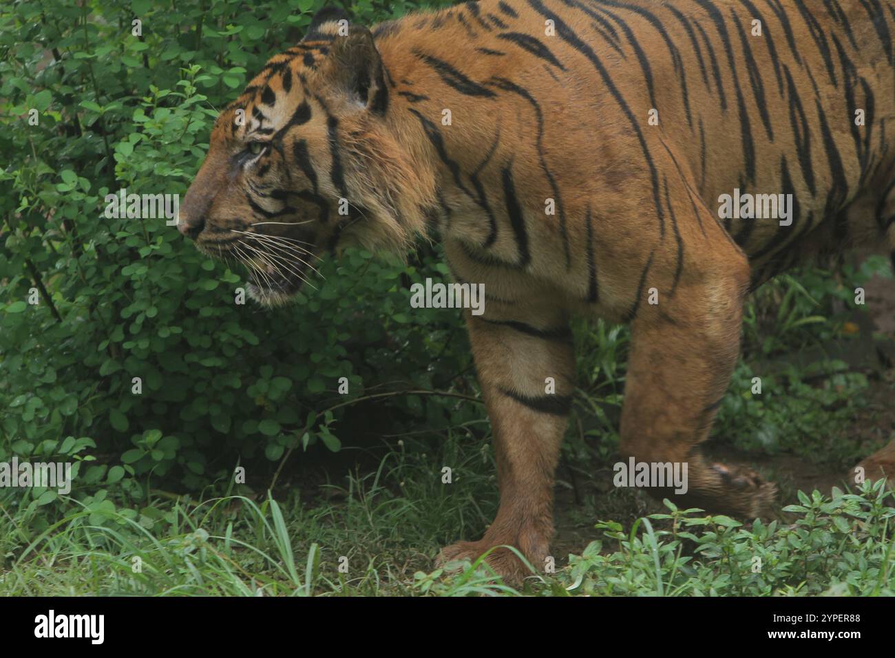 Sumatran tiger walking looking in hi-res stock photography and images ...