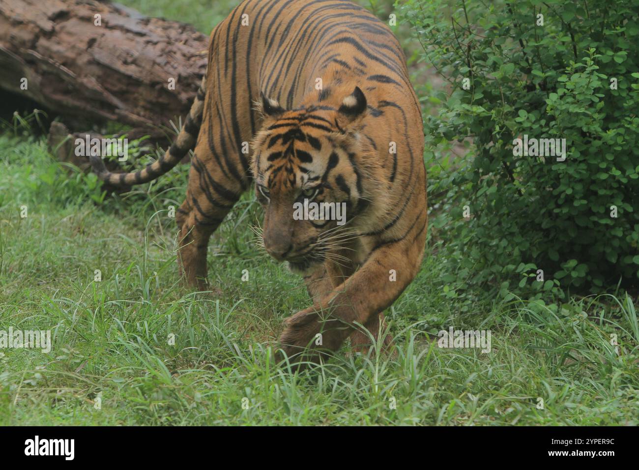 Sumatran tiger walking looking in hi-res stock photography and images ...