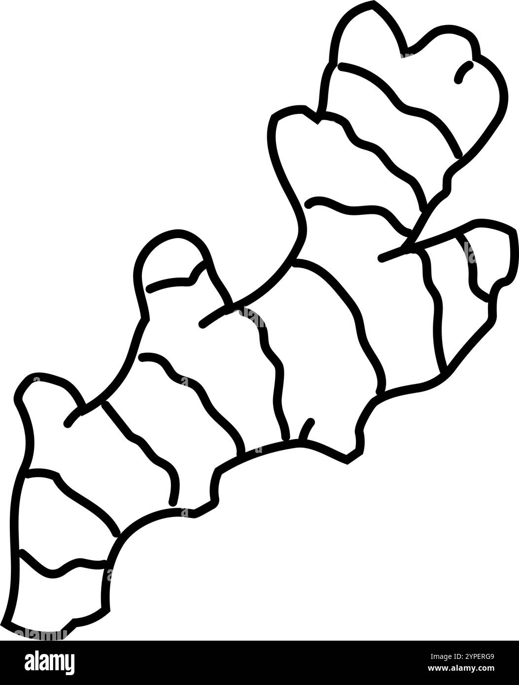 ginger root ayurvedic herb line icon vector illustration Stock Vector ...