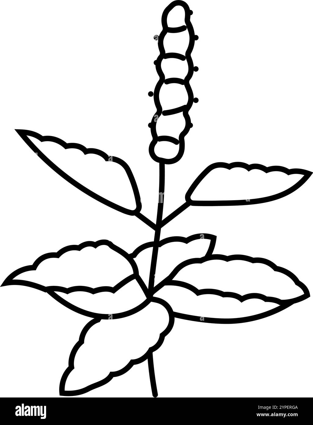 Home basil Black and White Stock Photos & Images - Alamy